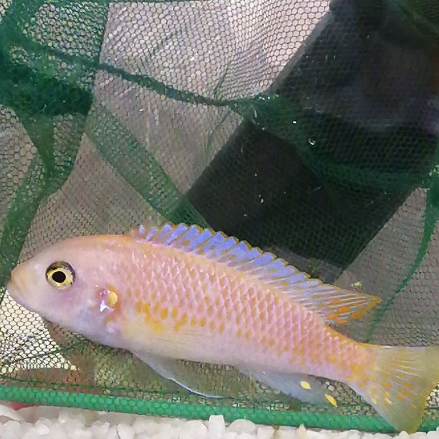 Рыба цихлида красная зебра