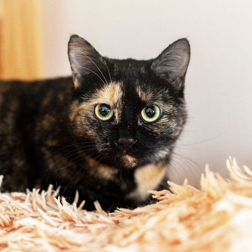 Кошечка Карамелька с долгой историей хочет домой