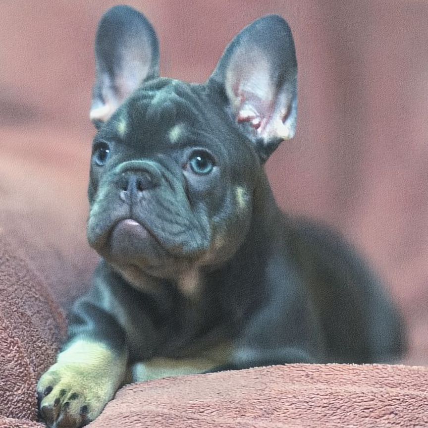 Французский бульдог, щенок