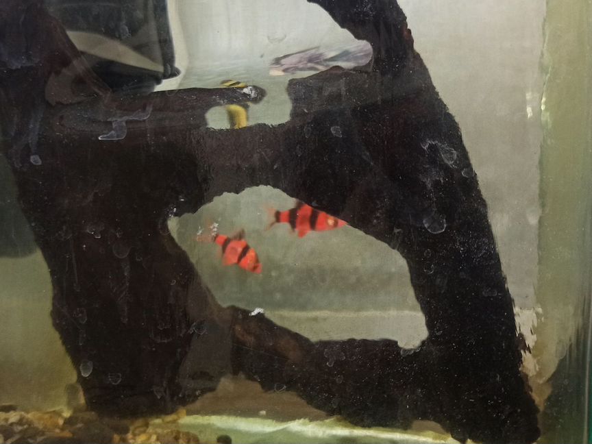 Барбус суматранский