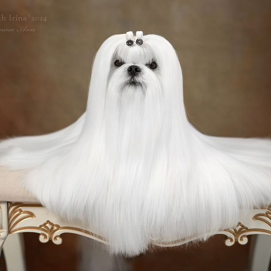 Мальтезе Корея мальчики