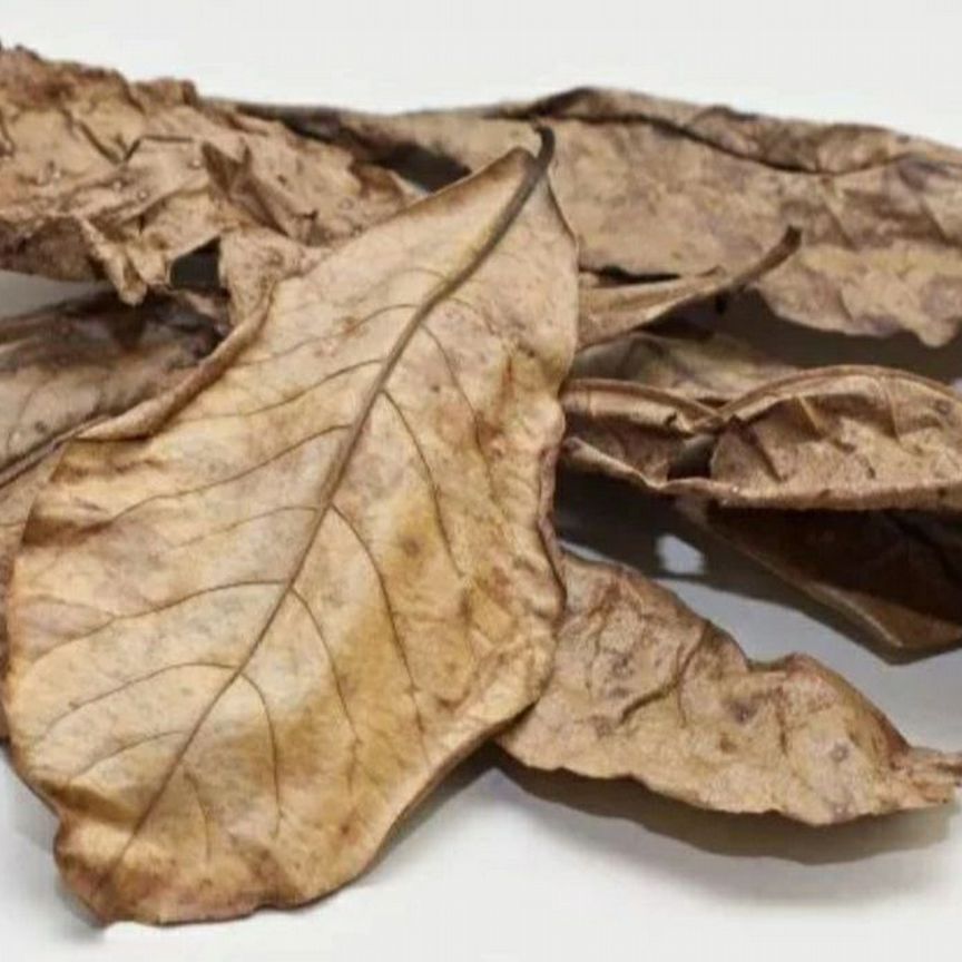 Листья кетапанга (Индийский миндаль)