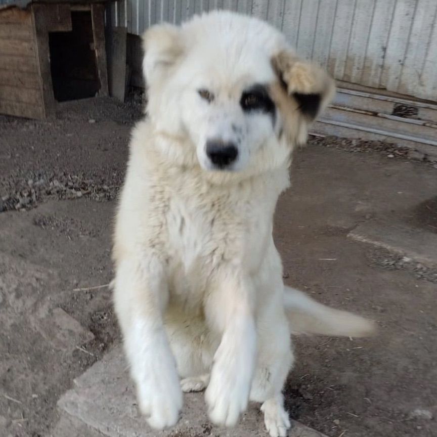 Отдам в добрые руки собаку