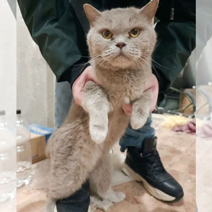 Британская кошка серая дымчатая