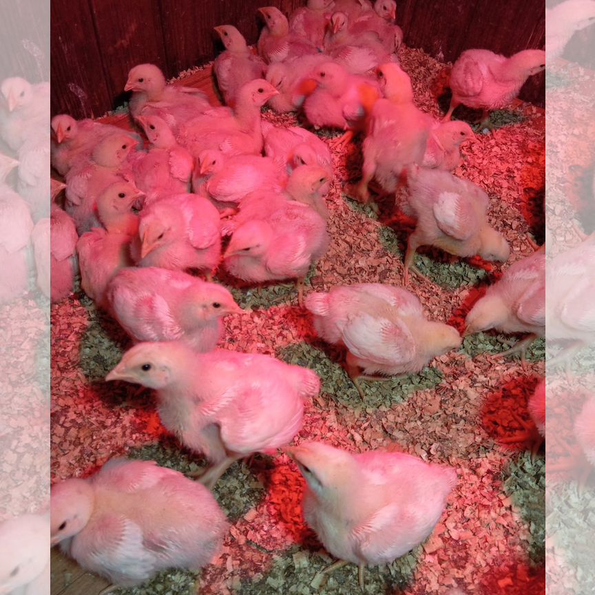 Цыплята бройлеры две недели