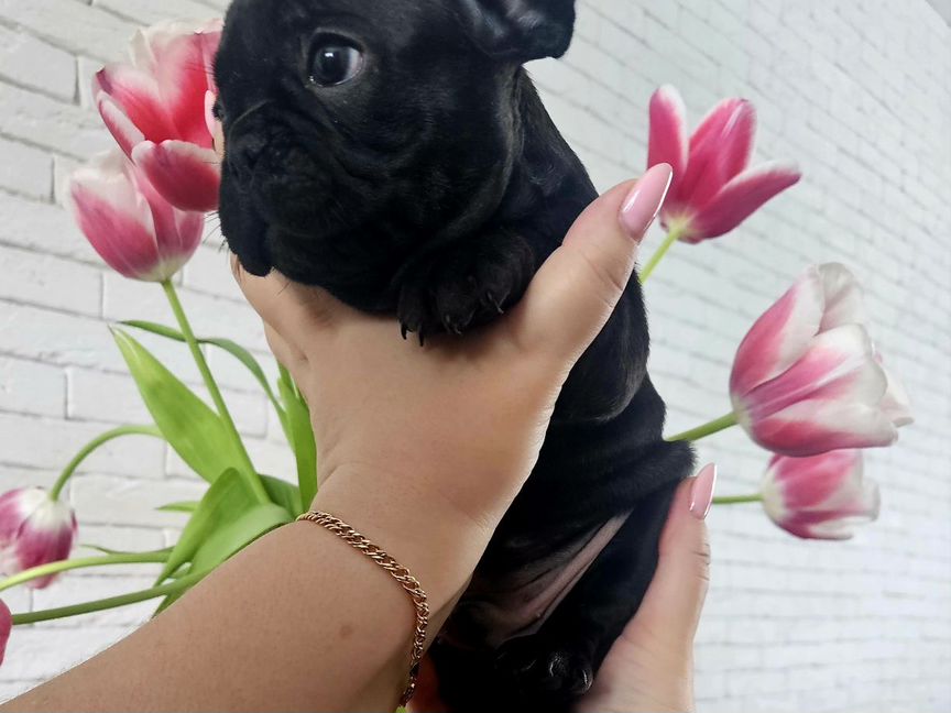 Французский бульдог щенки