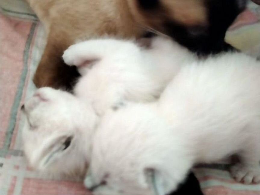 Тайские котята