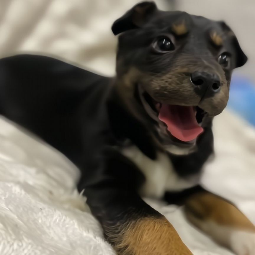 Щенок в добрые руки