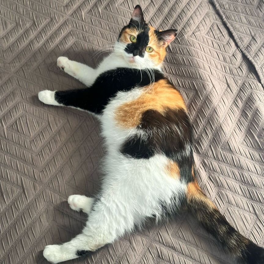 Кошки