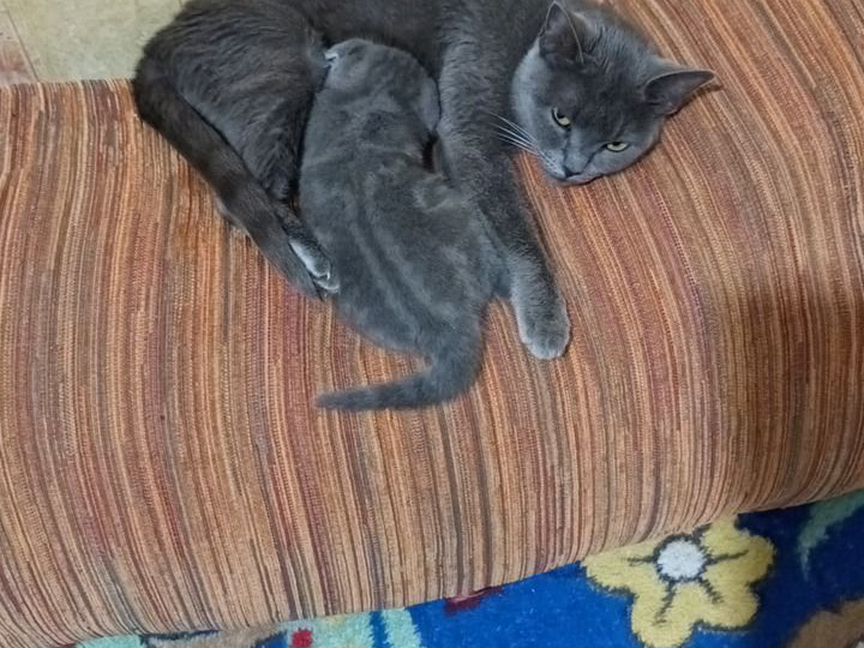 Ищу кота шотландского вислоухого