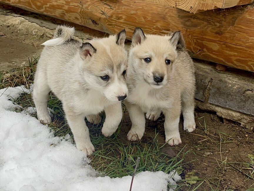 Щенки западно сибирской лайки (зсл )