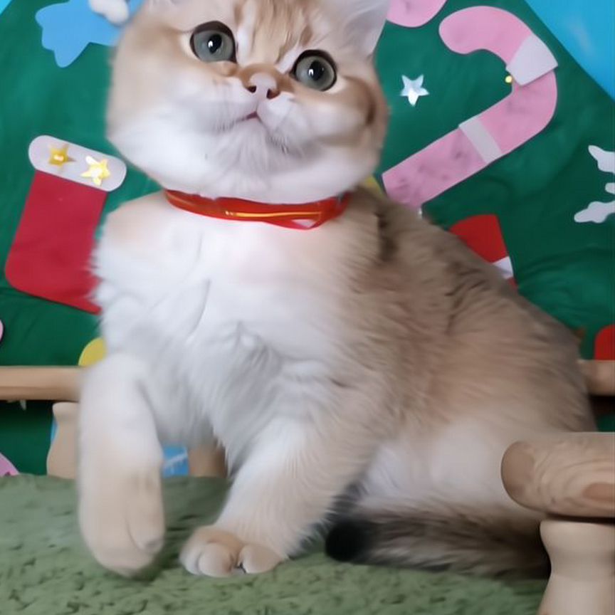 Британский короткошёрстный котёнок