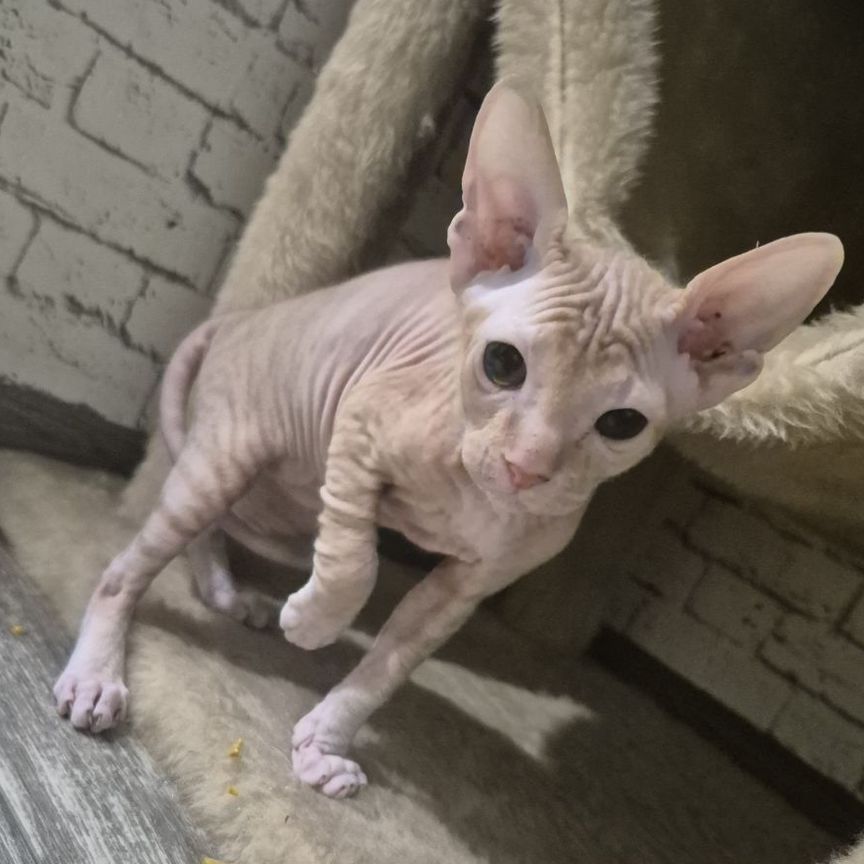 Донской сфинкс котёнок