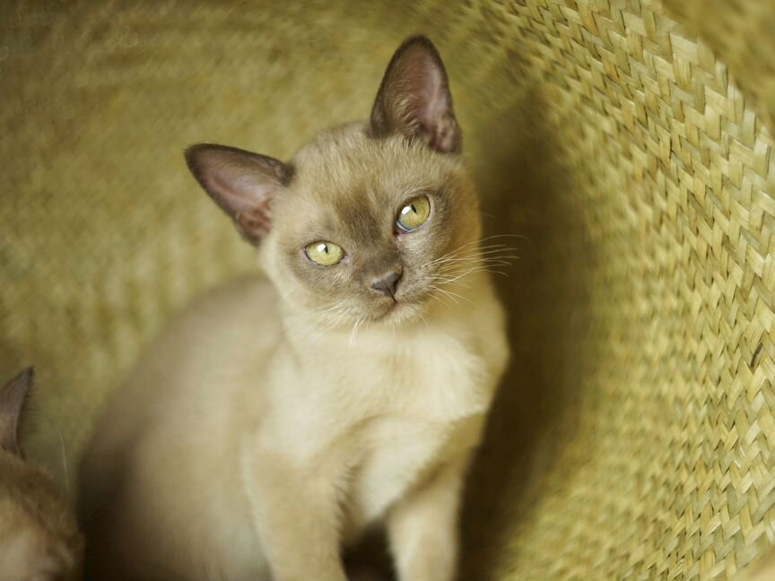 Бурманские котята