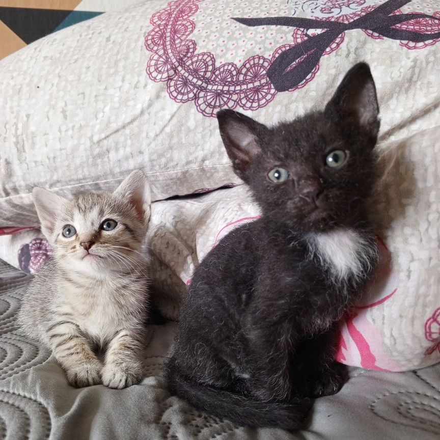 Котята в добрые руки