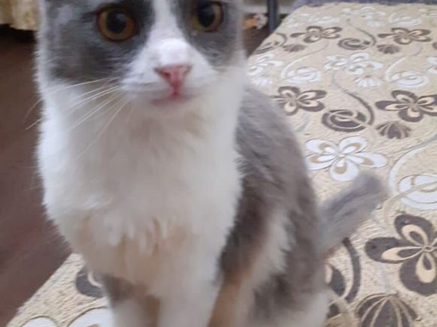 Котёнок Ивашка в добрые руки