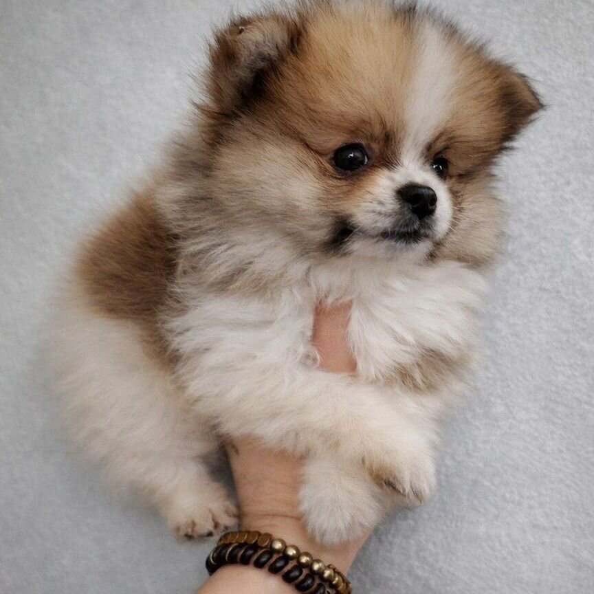 Померанский шпиц, щенок