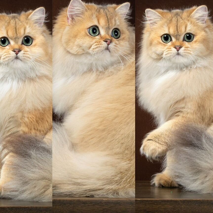 Британская кошка золотая
