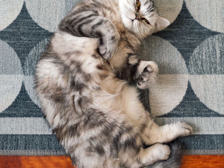 Кошечка Кнопа