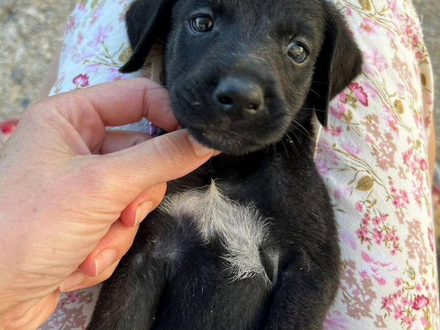 Щенок 2,5 месяца бесплатно коротколапик