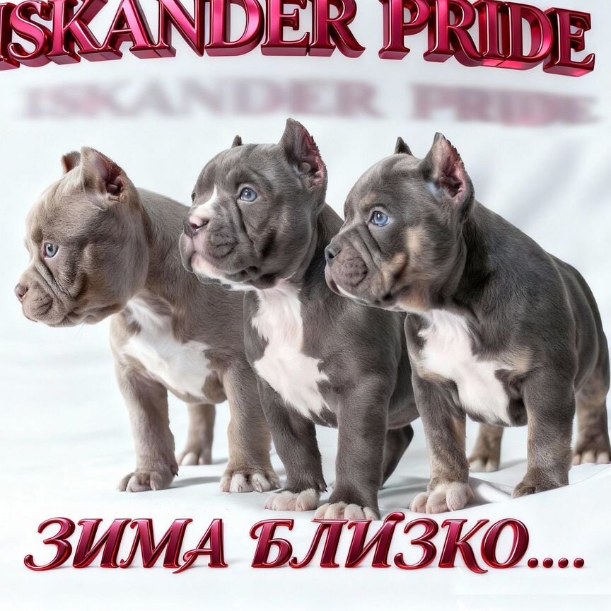 Американский булли, щенок