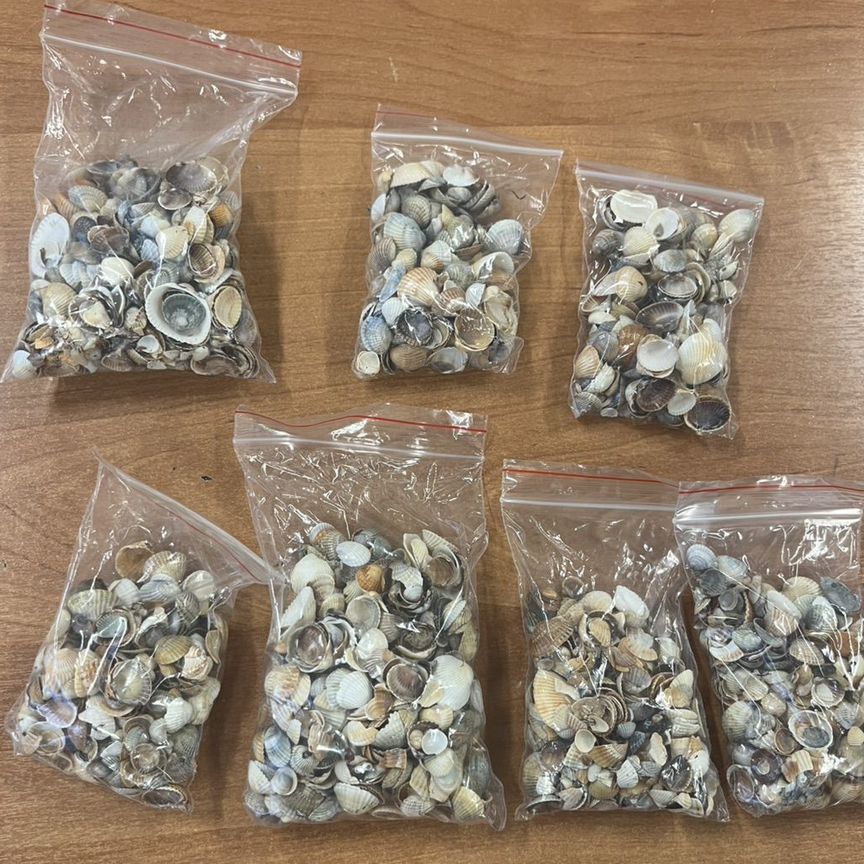 Ракушки для аквариума