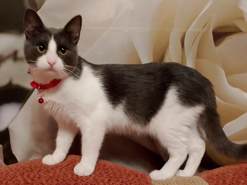 Серо белый котик на улице