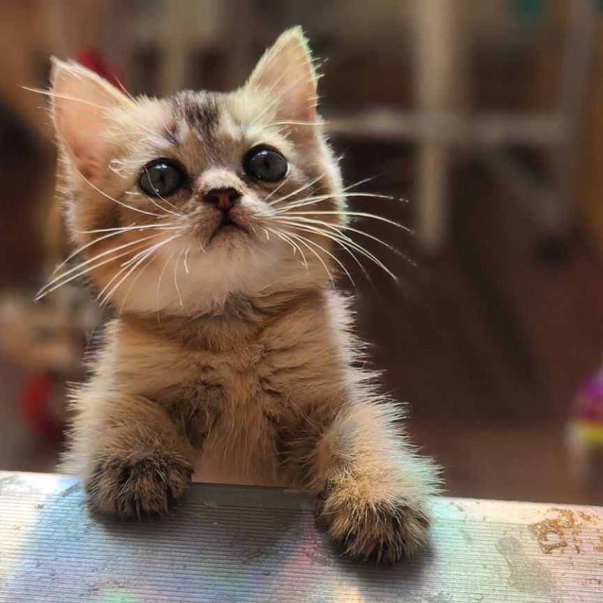 Шотландские котята вислоухие