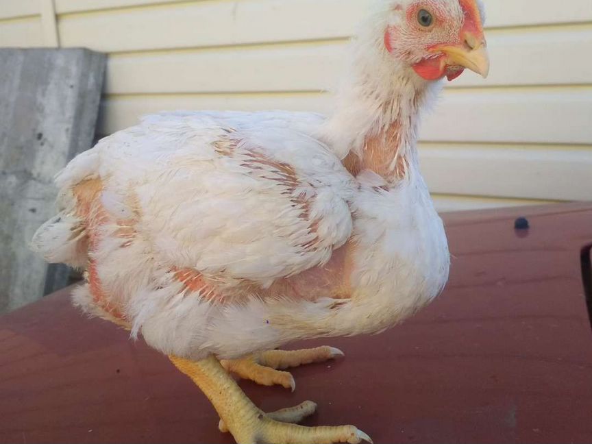 Цыплята броль