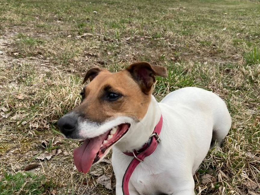 Джек-рассел 5 лет, девочка