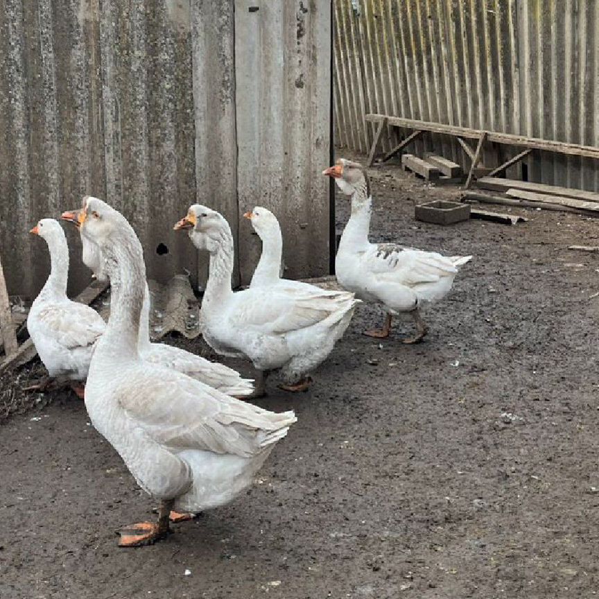 Гусь Холмогор