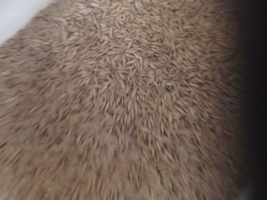 Зерно ячмень, овес