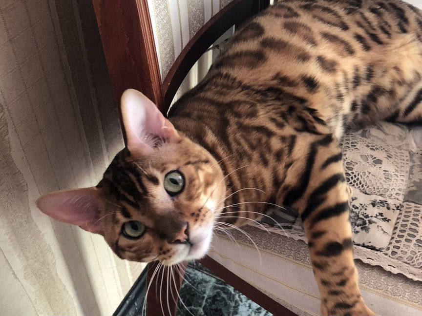 Бенгальская