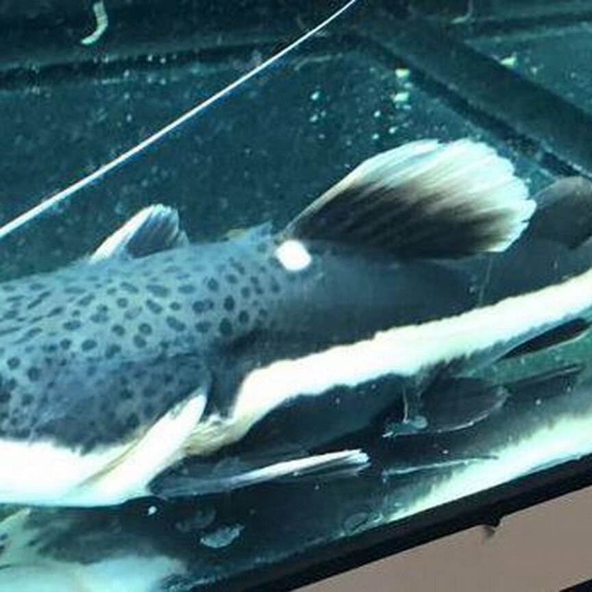 Псевдоплатистома и краснохвостый сом