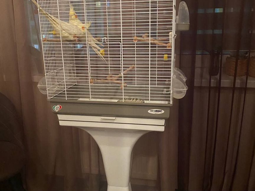 Продам молодую пару Корелл с итальянской клеткой