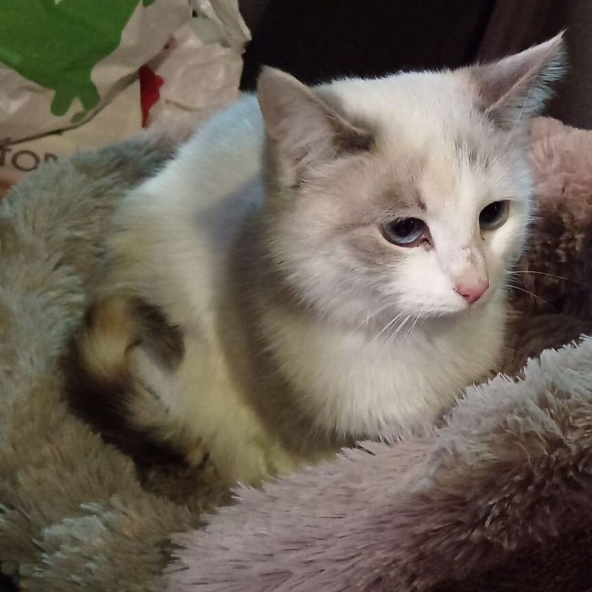 Малышка Бусинка ищет дом