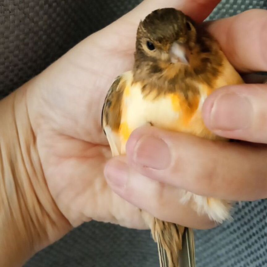 Продам канареек