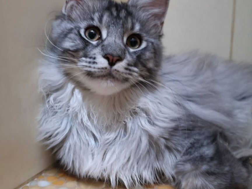 Мейн-кун котята 5 мес