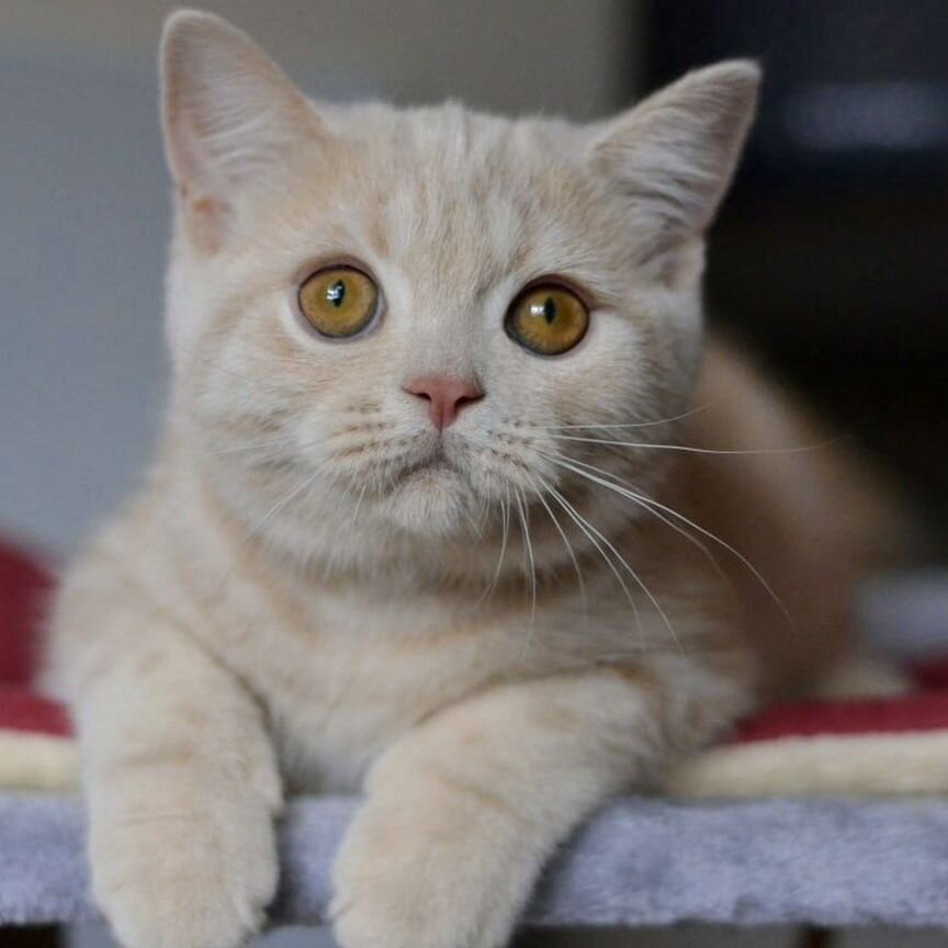 Шотландский прямоухий короткошёрстный котёнок