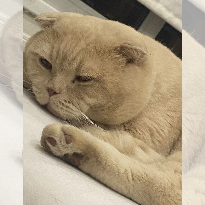 Шотландский кот вислоухий