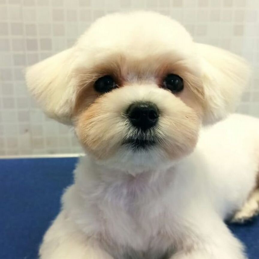 Отдам в хорошие руки собаку