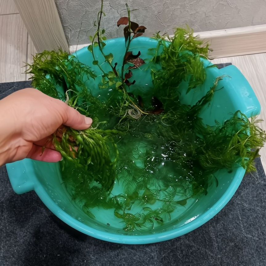 Аквариумные растения