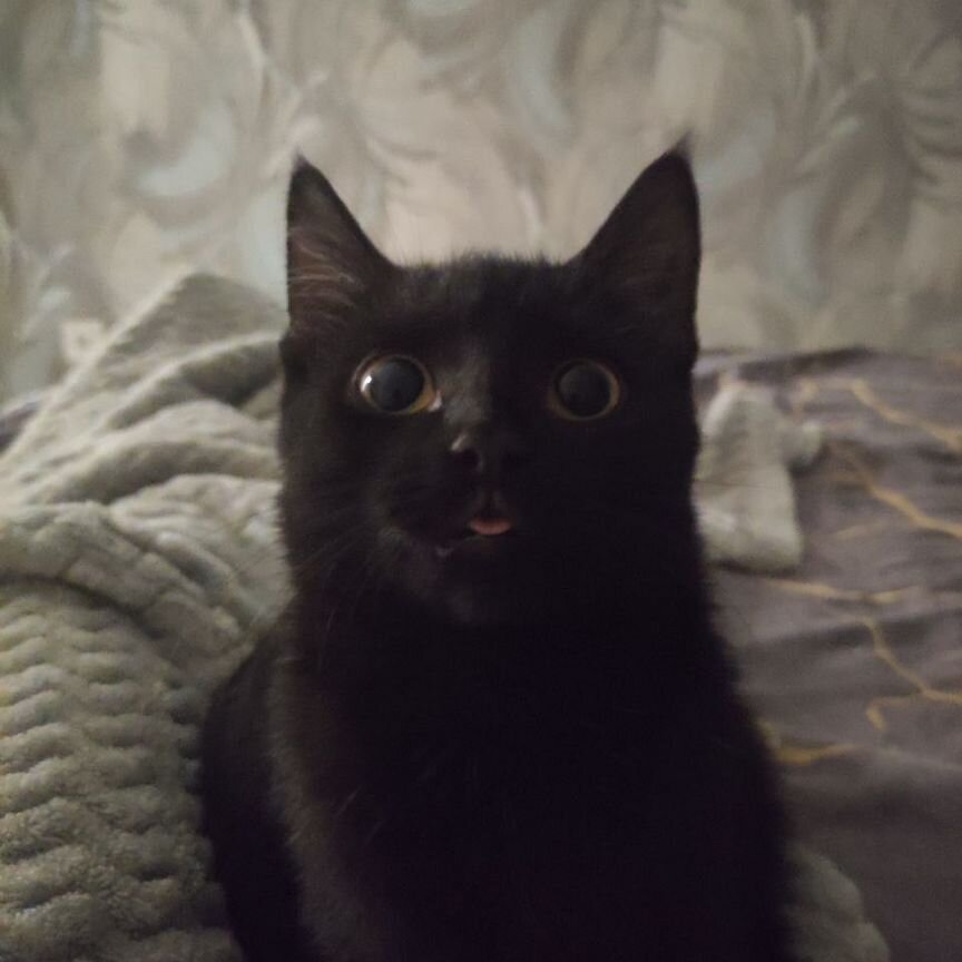 Кошечка Сима