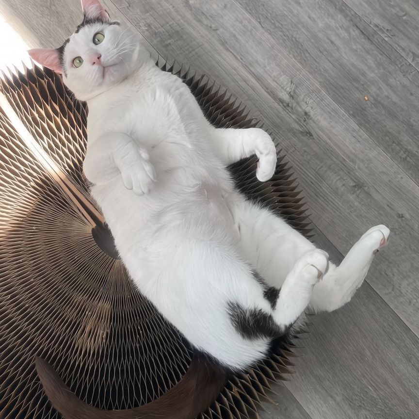 Взрослый кот в добрые руки