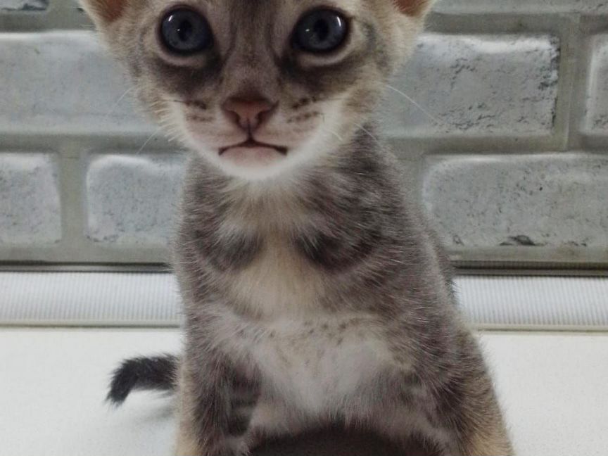 Абиссинский кот
