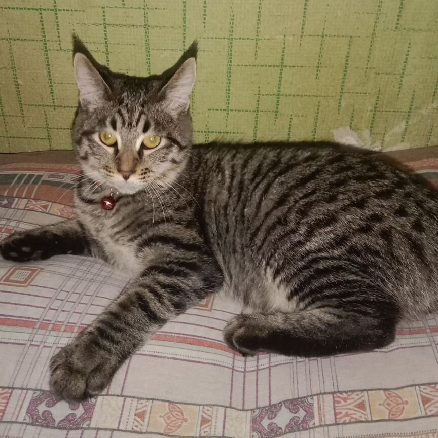 Отдаю кошечку 9 месяцев. к лотку приучина