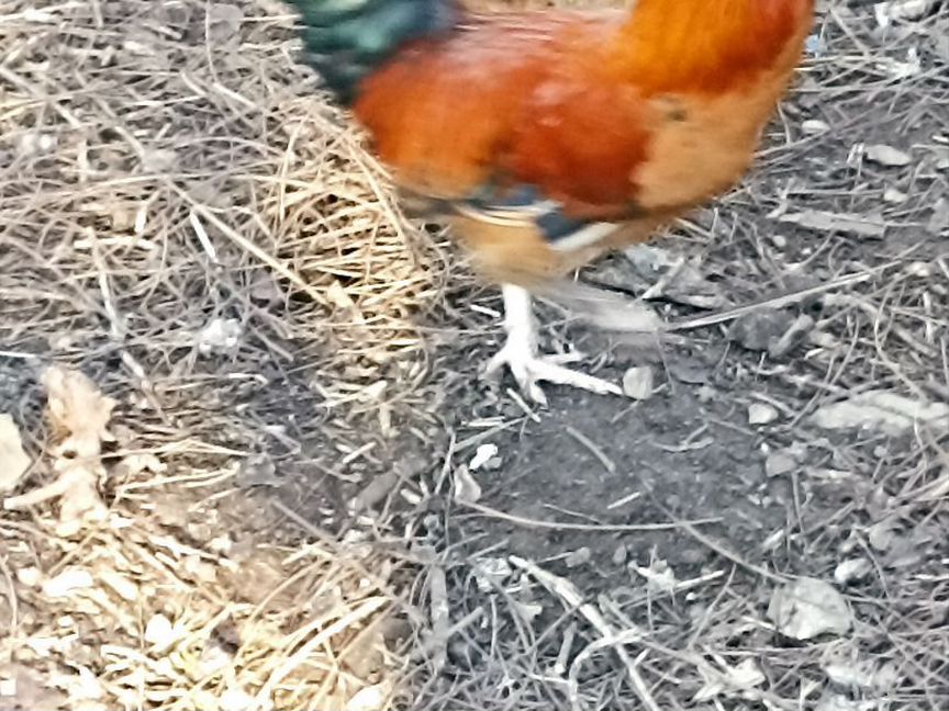 Карликовый петухи и курочки