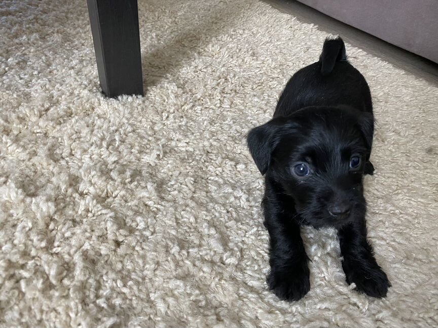 Маленькие хвостики