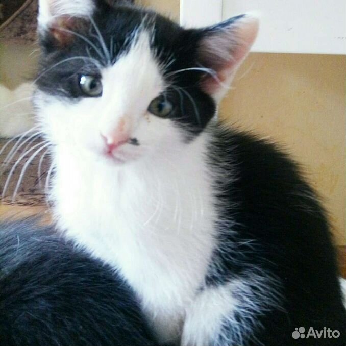 Кошечка сибирская, короткошерстные котята