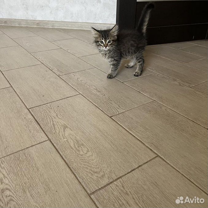Одам бесплатно в добрые руки, к туалету приучен